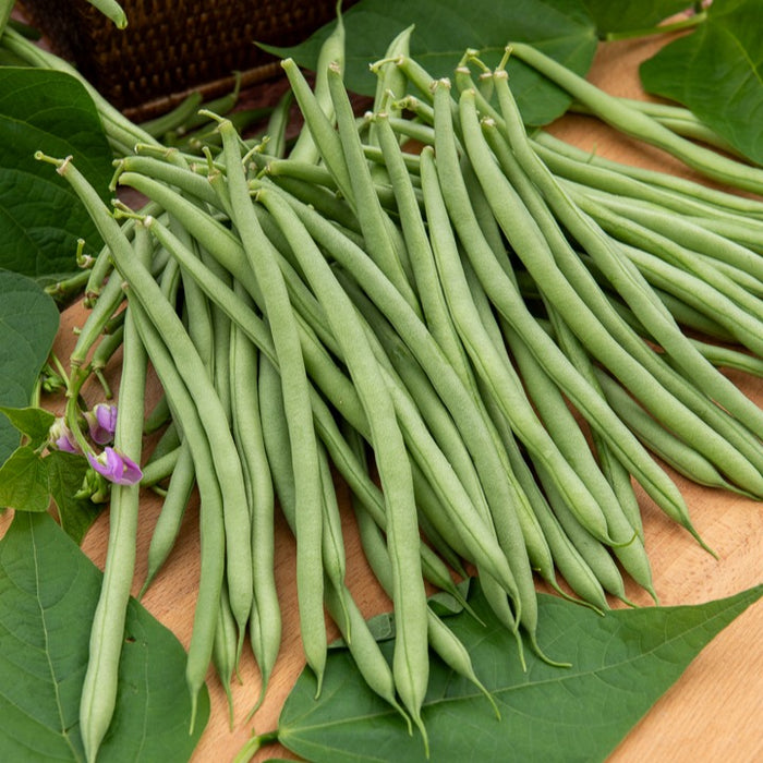 Haricots | Achat, Vente en ligne - Willemse