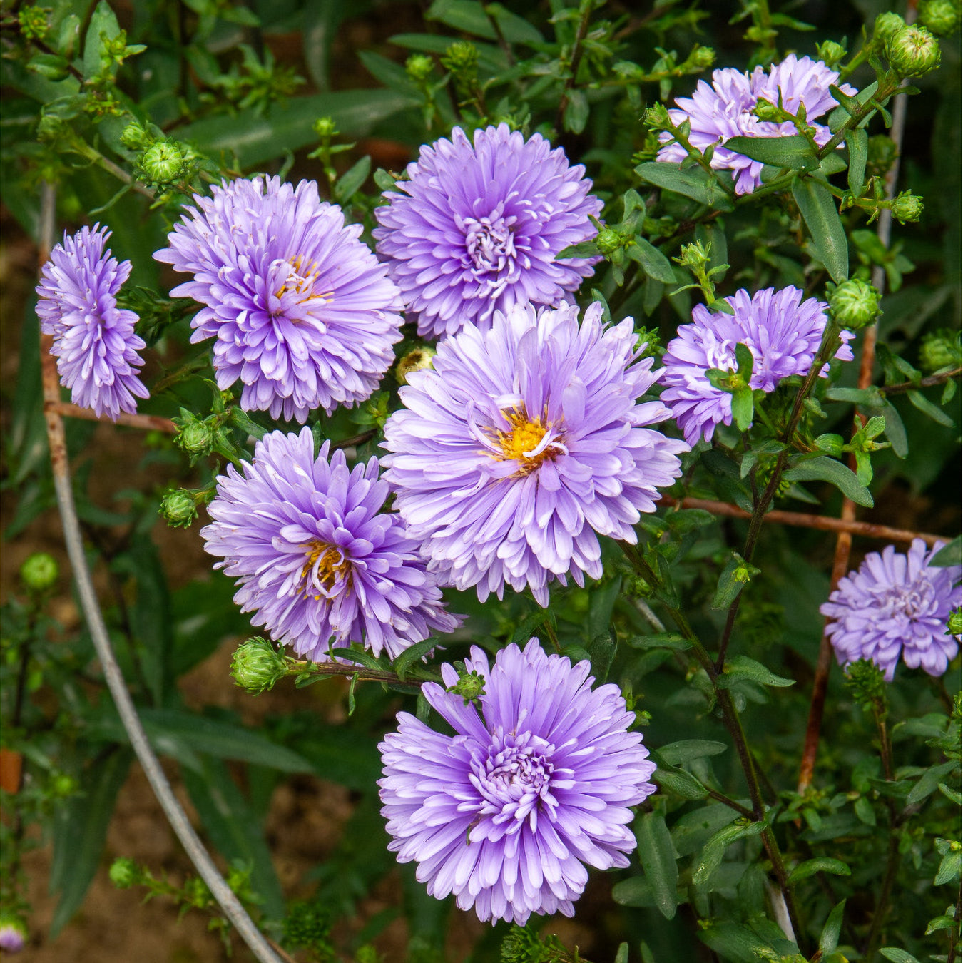 Aster de Nouvelle-Belgique Marie Ballard facile | Willemse