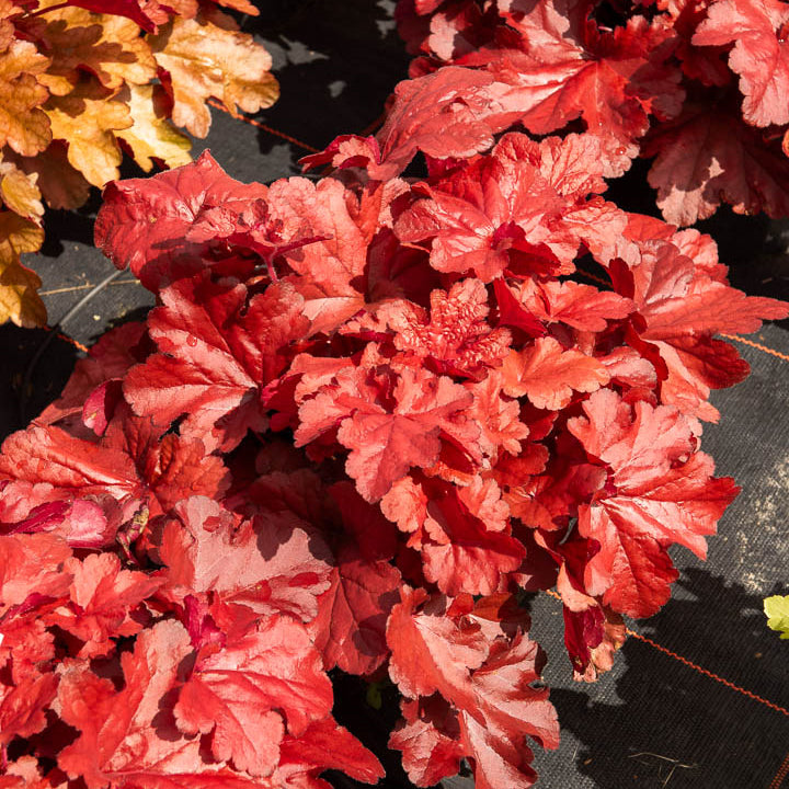 Heuchère Forever Red - Heuchera forever red ( forever series )