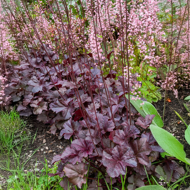 Heuchère Miracle ® - Heuchera miracle