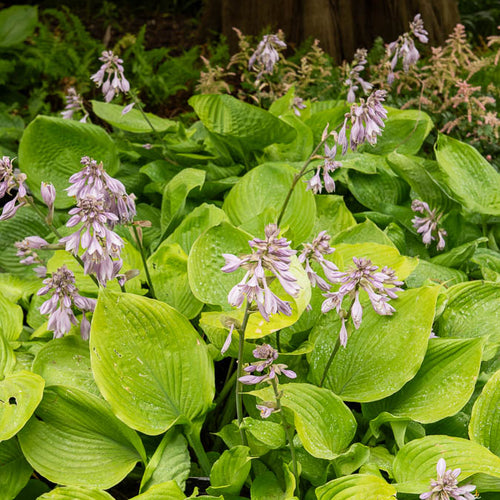 Hosta Canadian Blue - Hosta canadian blue