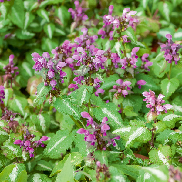 Lamier tacheté Roseum - Lamium maculatum Roseum