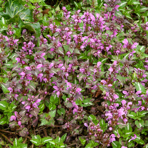 Lamier tacheté Roseum - Lamium maculatum Roseum
