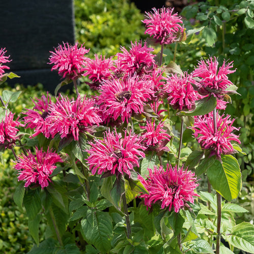 Monarde Pink Lace - Monarda pink lace