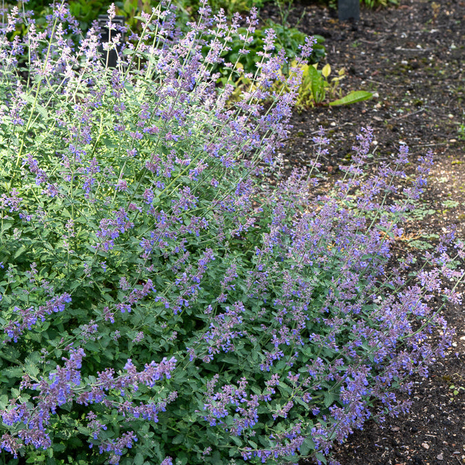 Nepeta Dropmore - Nepeta faassenii Dropmore