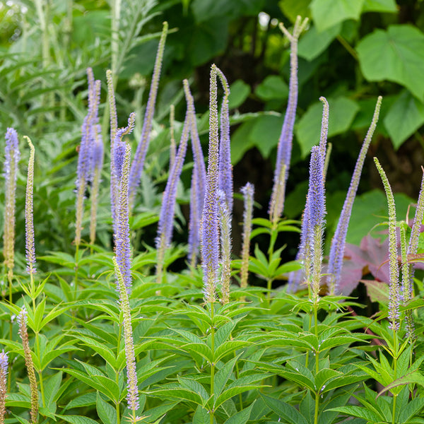 Véronique de Virginie Apollo - Veronicastrum virginicum apollo