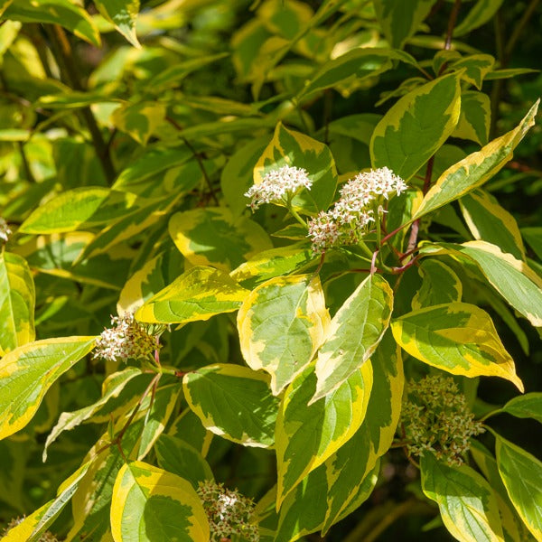 Feuille De Cornouiller