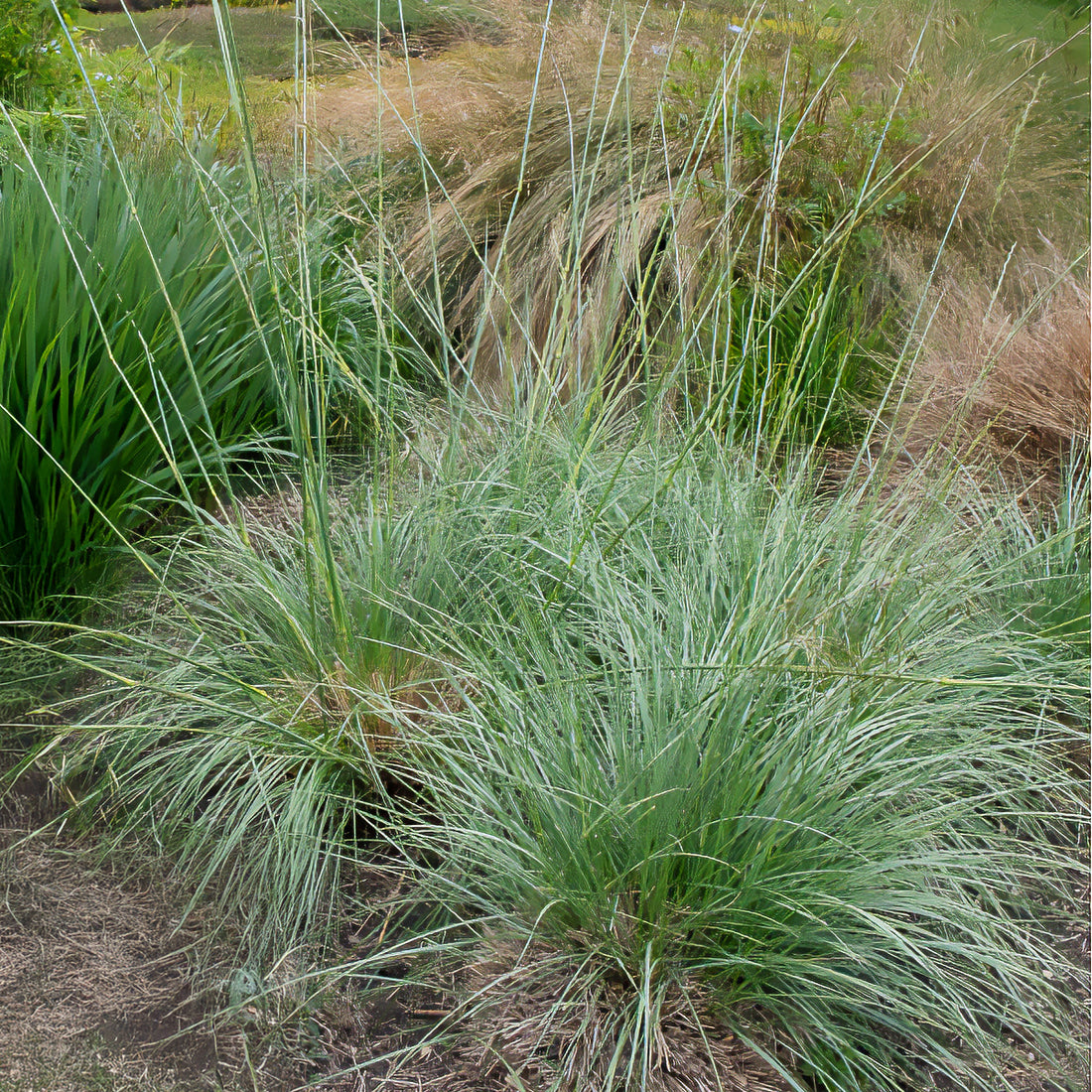 Fétuque mairei - Festuca mairei