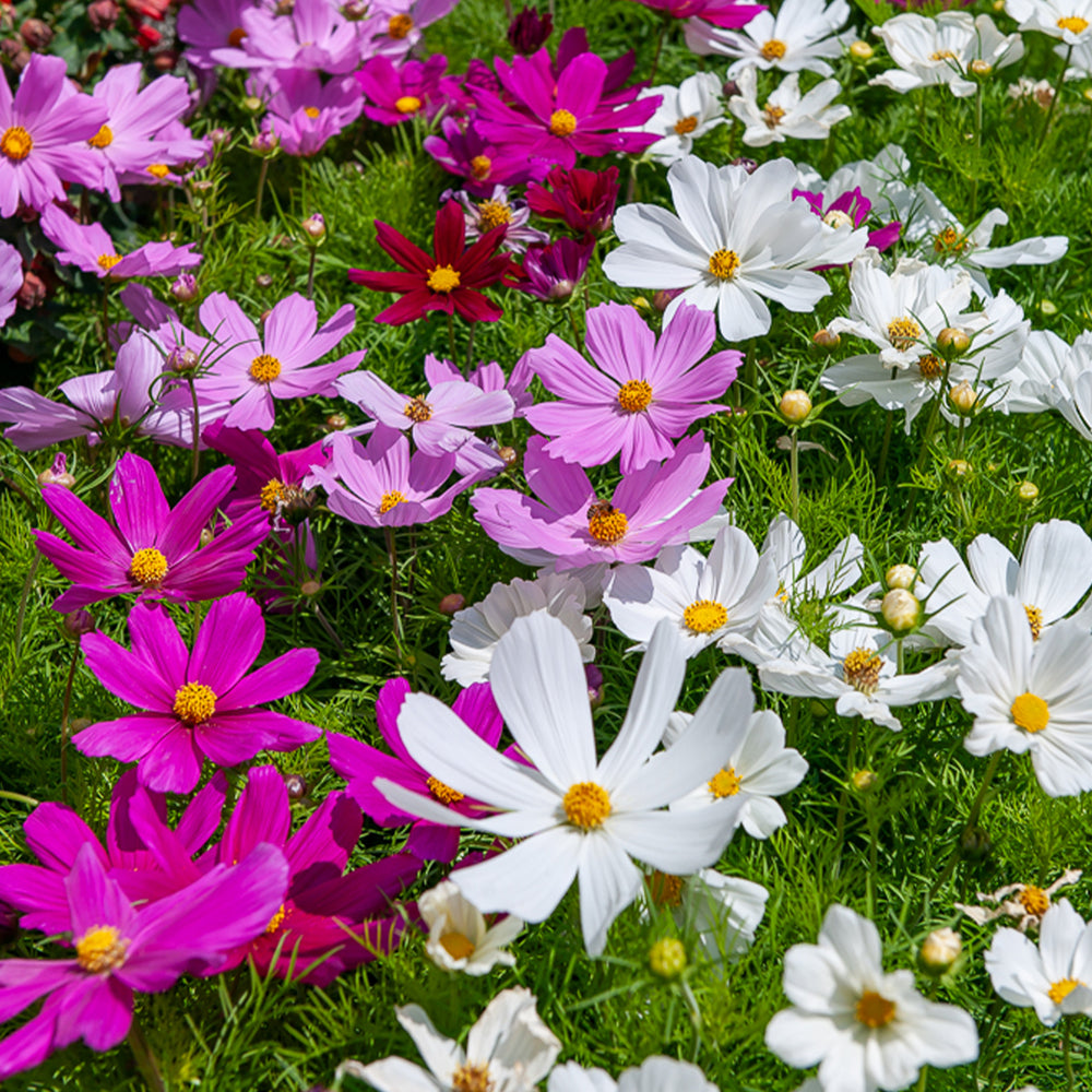 Graines Cosmos Sensation en mélange - Cosmos bipinnatus