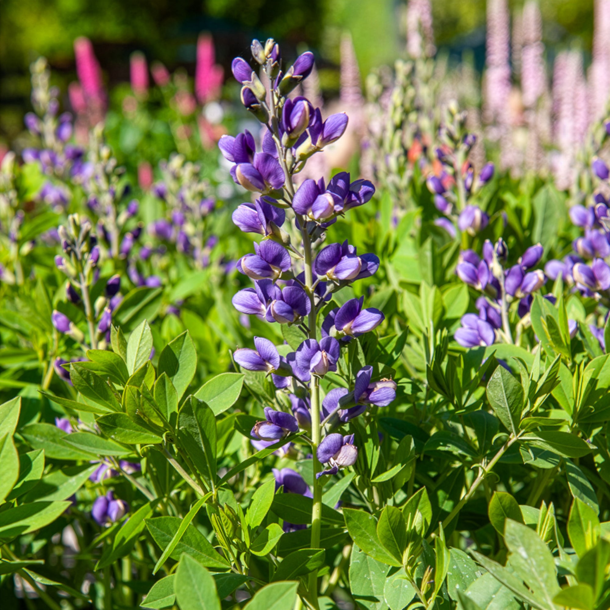 Lupin indigo Blueberry Sundae facile en massif | Willemse