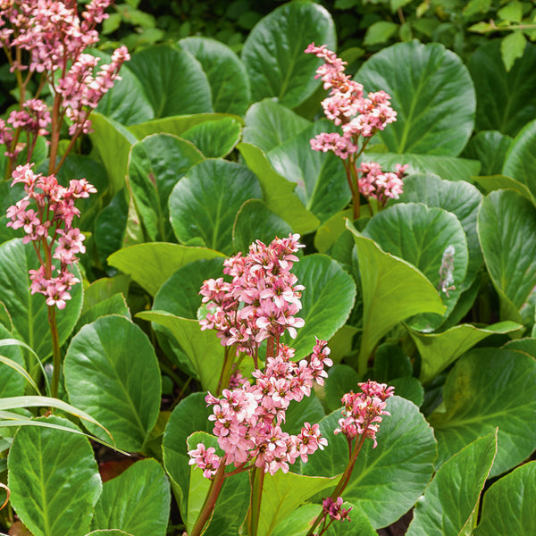 Bergénia Bressingham Ruby - Bergenia Bressingham Ruby