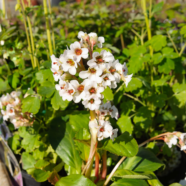 Bergénia Bressingham Ruby - Bergenia Bressingham Ruby