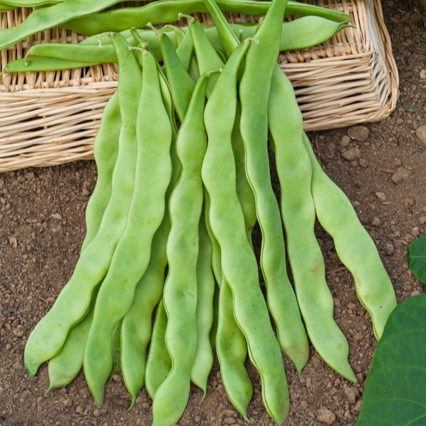 Explorez les différentes variétés de haricots à rame