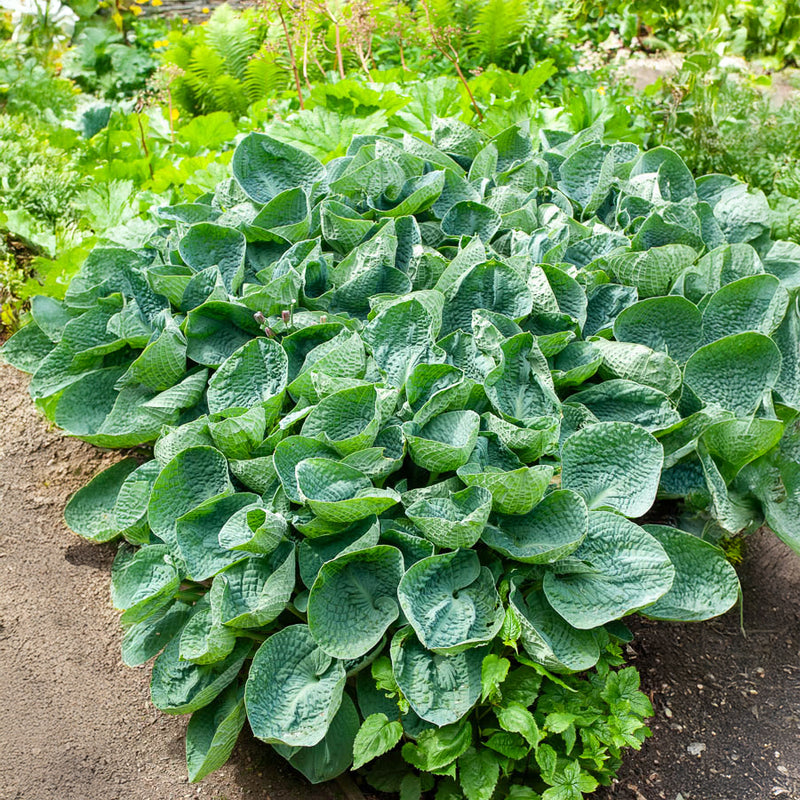Hosta Devon green - Hosta devon green