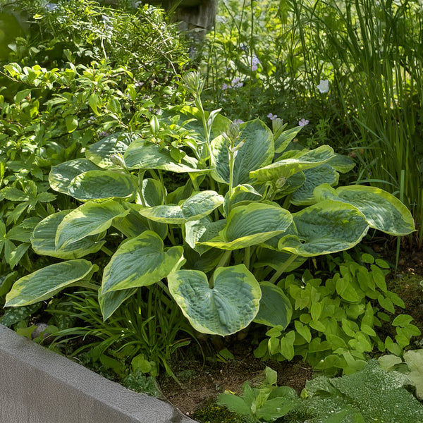 Hosta Canadian Blue - Hosta canadian blue