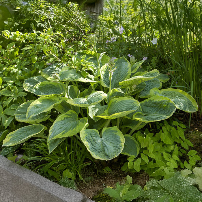 Hosta Canadian Blue - Hosta canadian blue