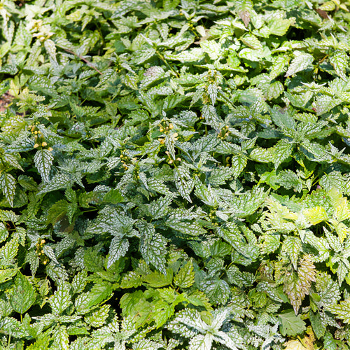 Lamier tacheté Roseum - Lamium maculatum Roseum