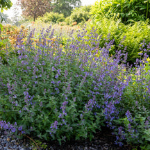 Nepeta Junior Walker - Nepeta faassenii Junior Walker