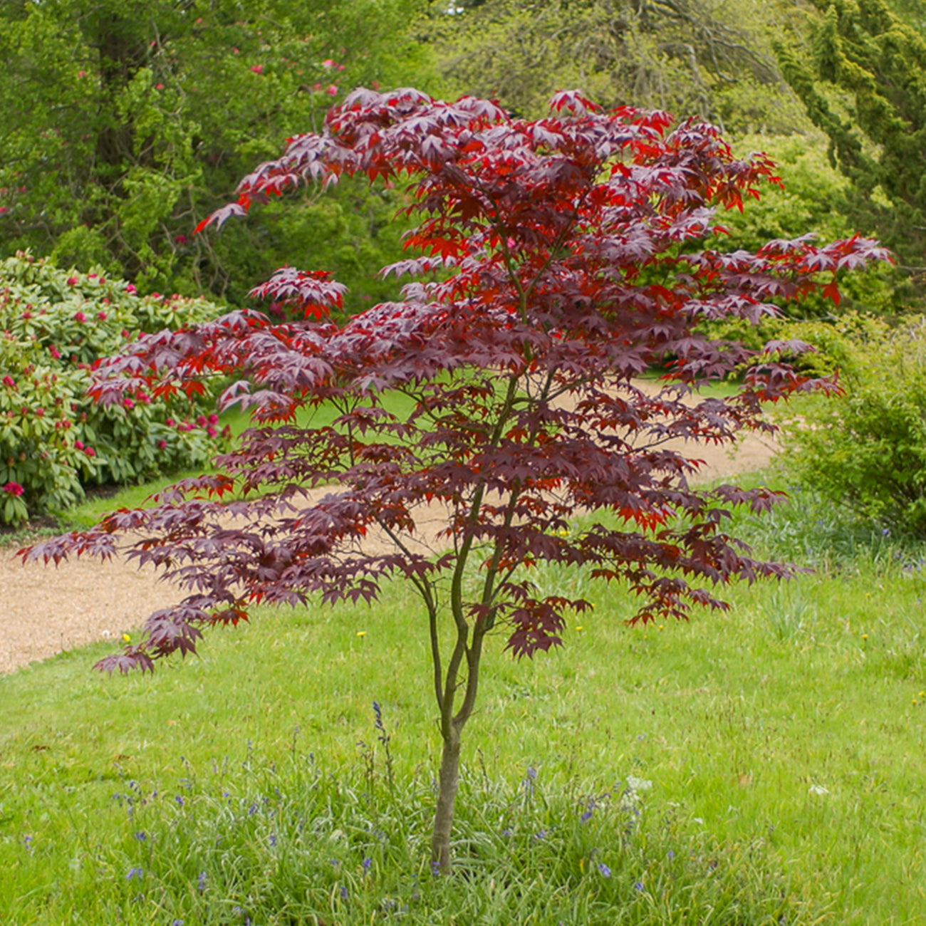 Erable du Japon Bloodgood - Acer palmatum Bloodgood