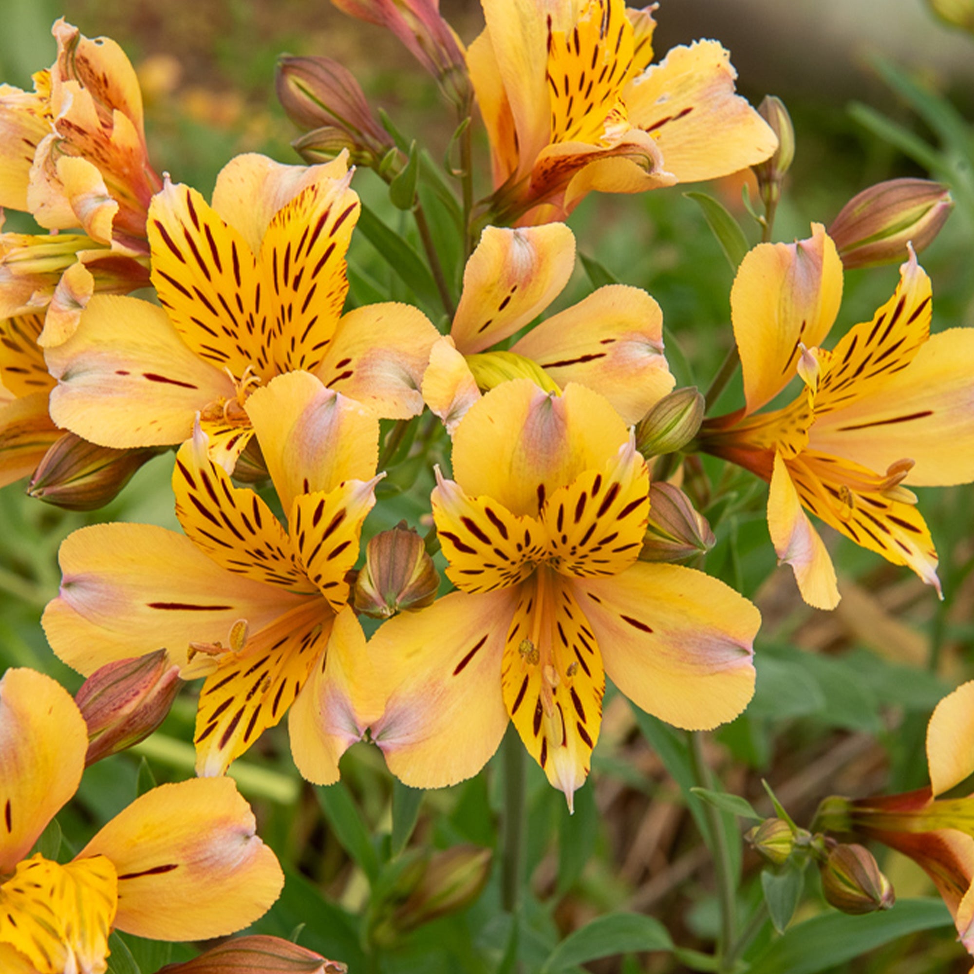 Lys des Incas - Alstroémère Duc d'Anjou Nicolas - Alstroemeria Duc d ...