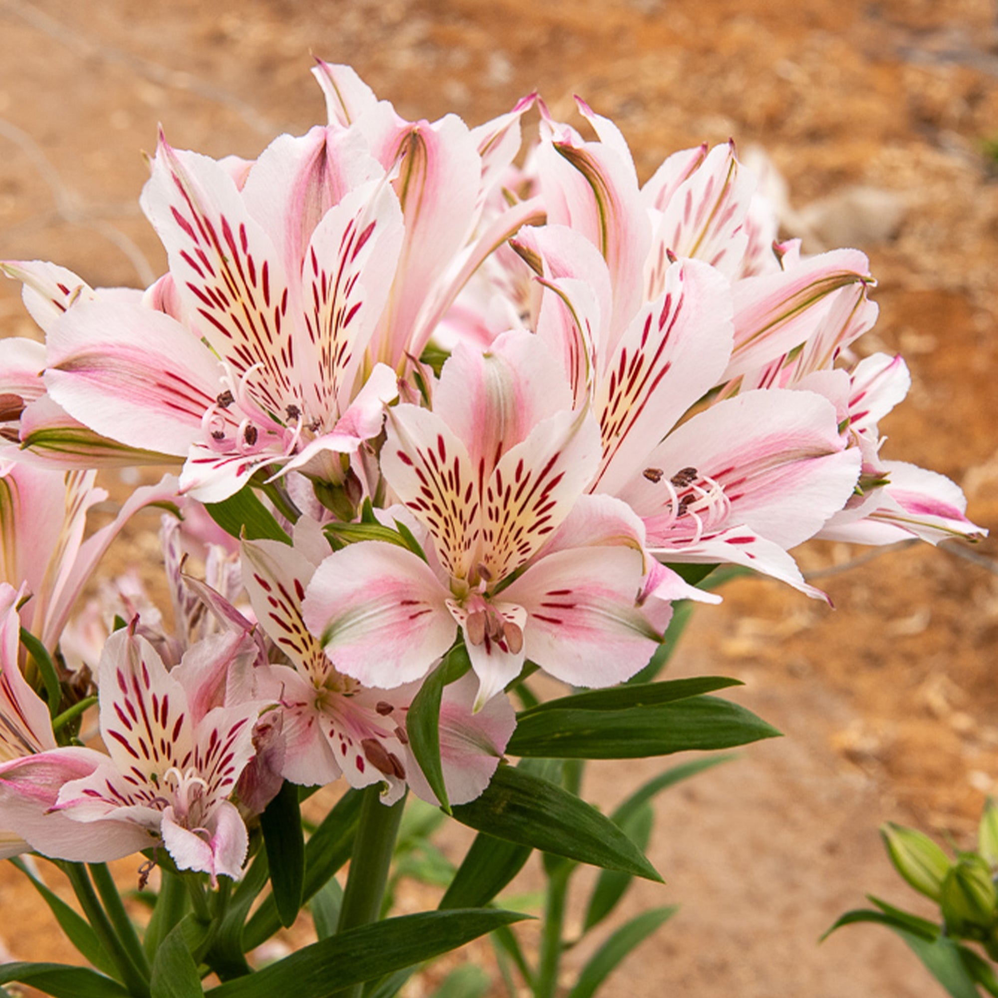 Lys des Incas - Alstroémère Duchesse d'Anjou Béatrice - Alstroemeria ...