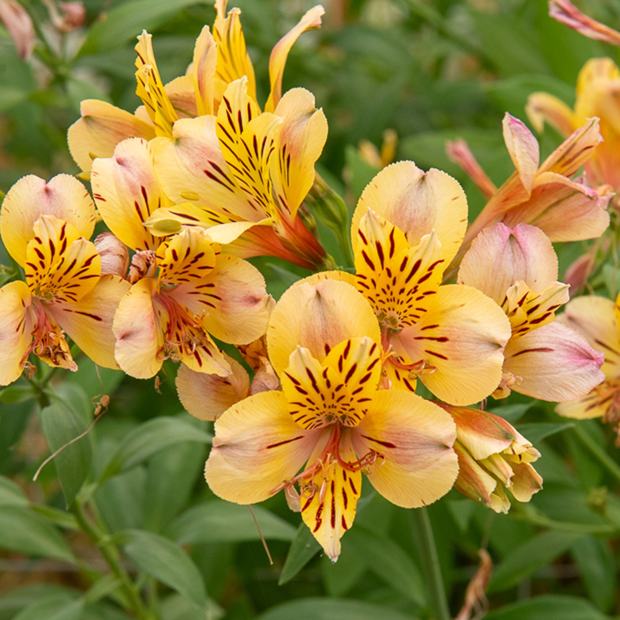 Lys des Incas - Alstroémère Majestic Layon - Alstroemeria Majestic Layon