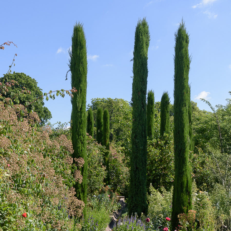 Cyprès | Achat, Vente en ligne - Willemse