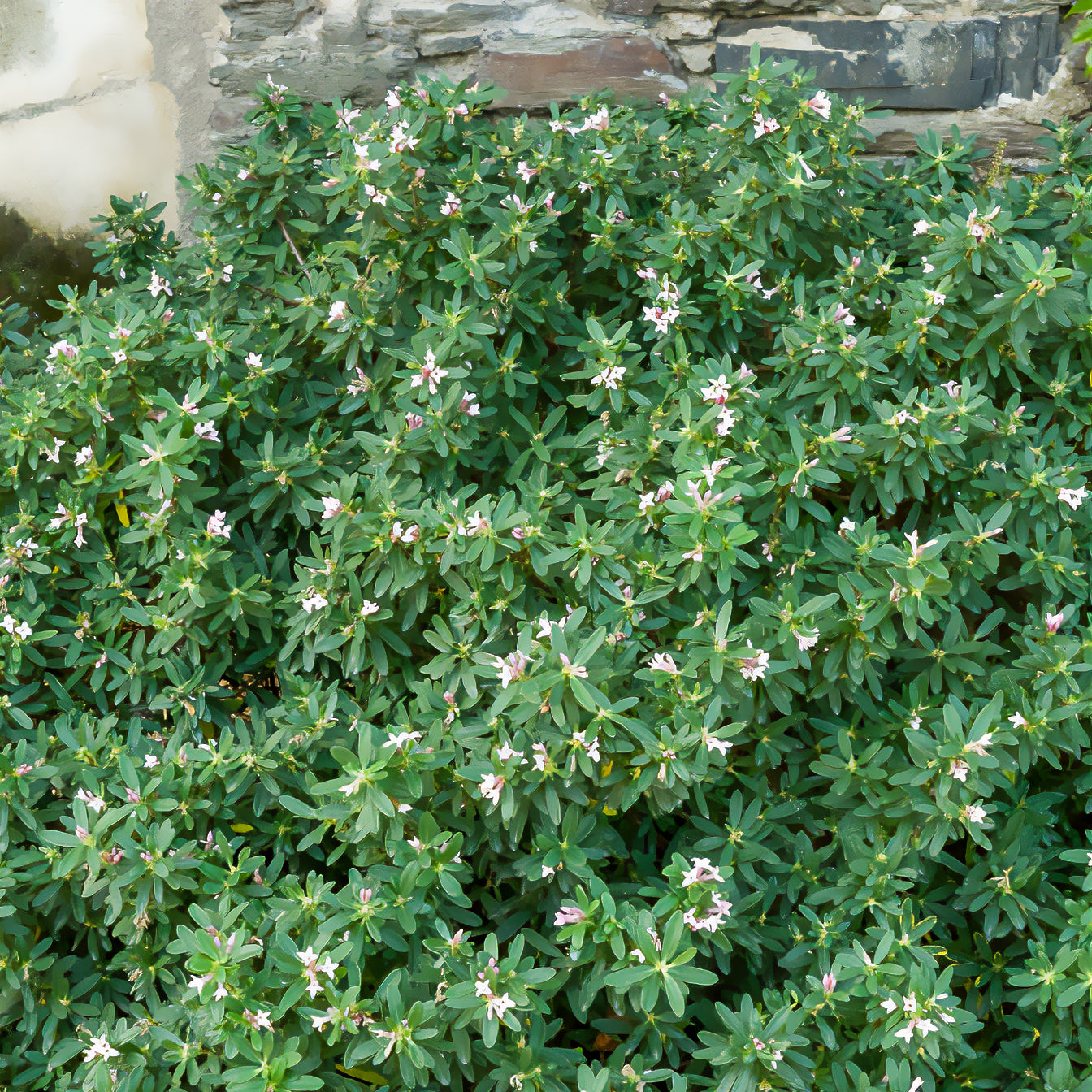Daphne transatlantica Pink Fragrance® parfumé en pot | Willemse