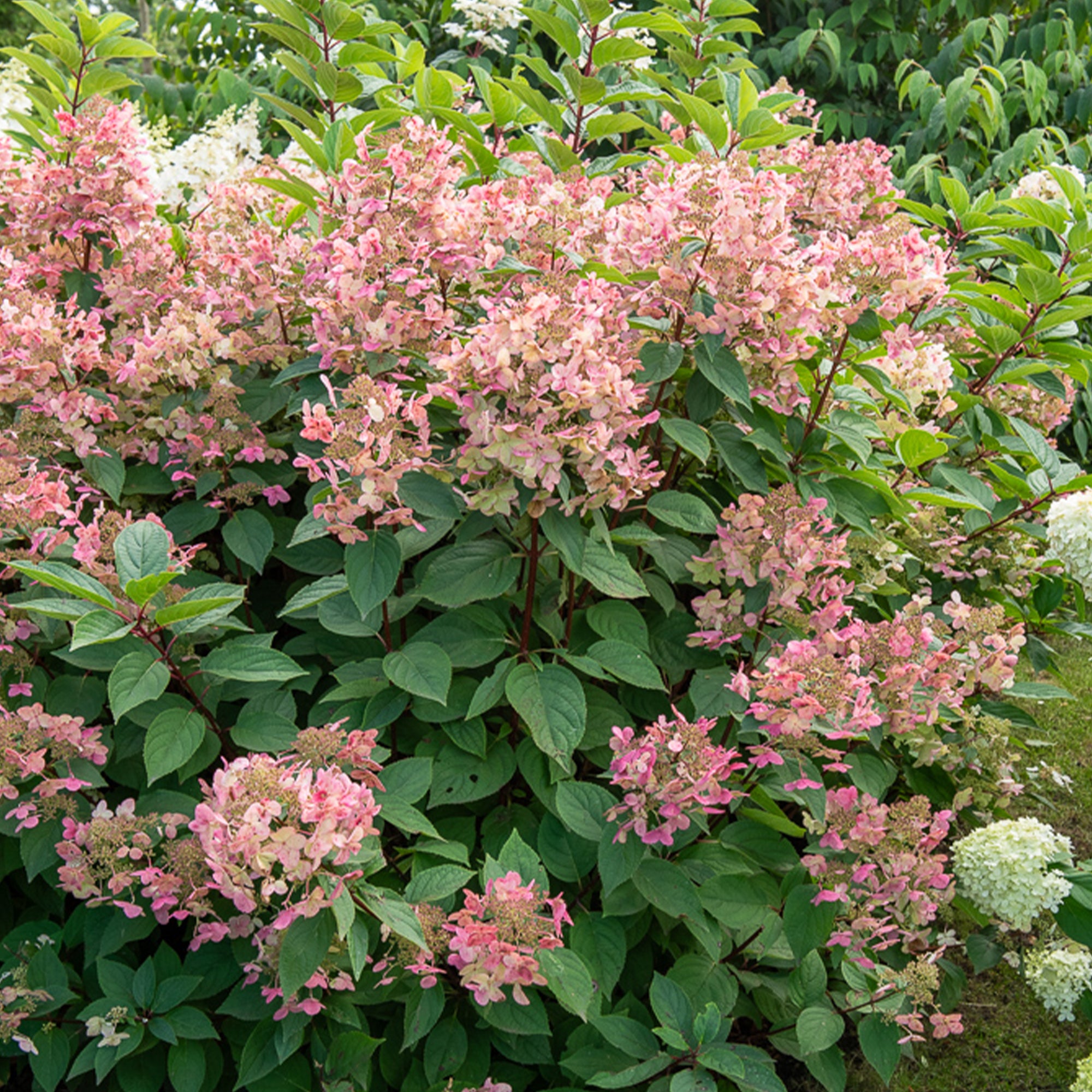 Hortensia paniculé Wims Red - Hydrangea paniculata Wims red