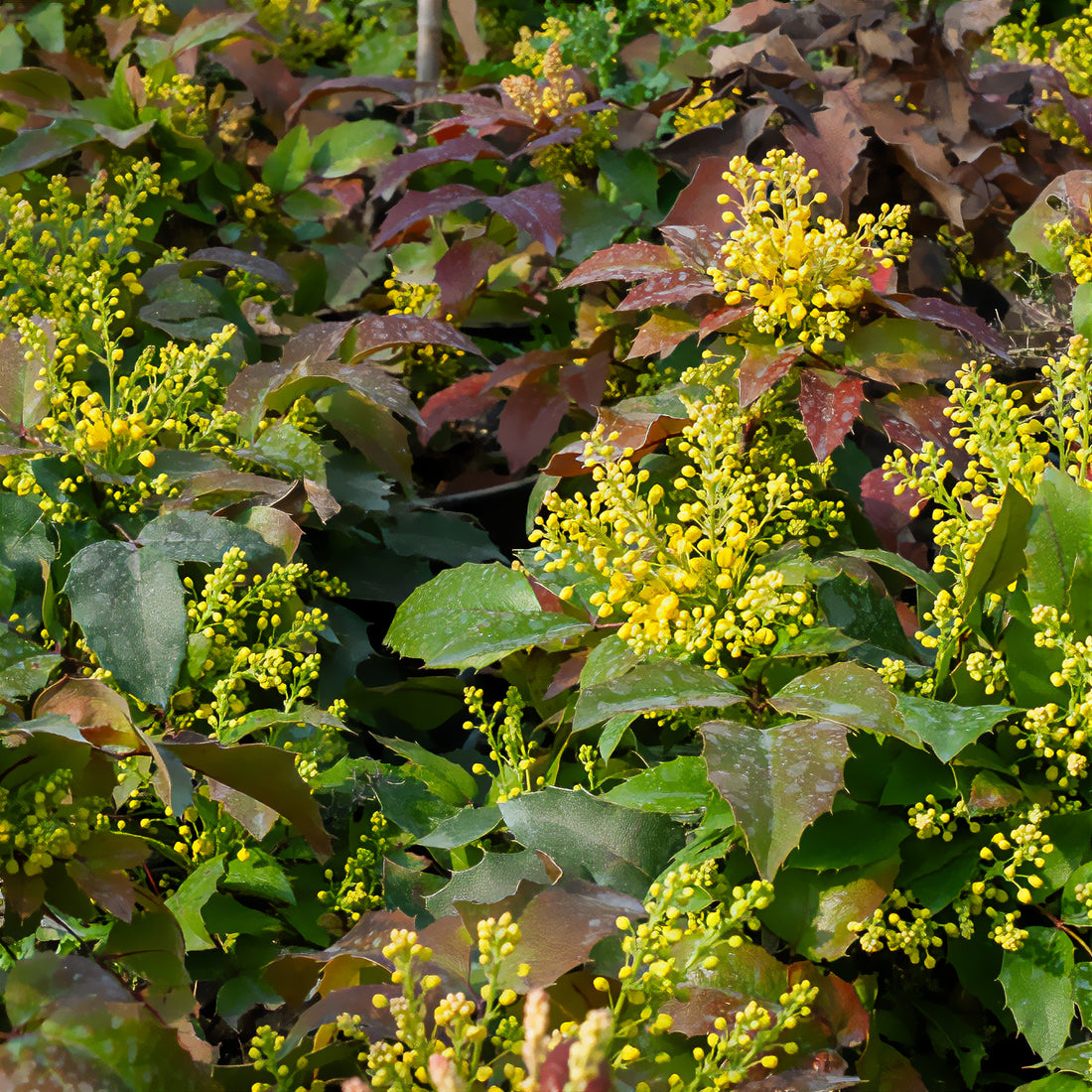 Mahonia Apollo - Mahonia aquifolium Apollo