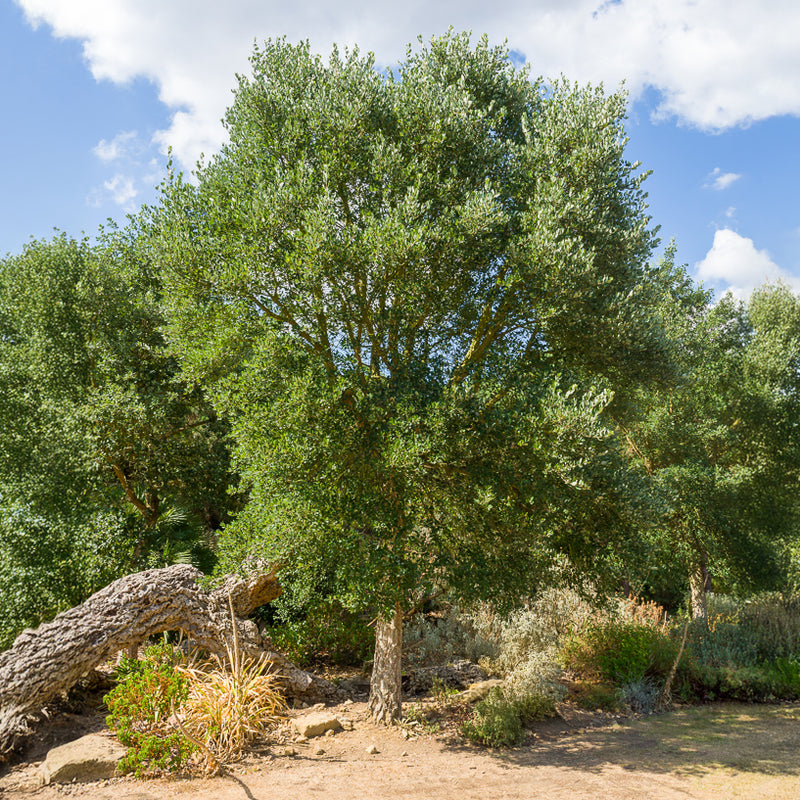 Chêne-liège - Quercus suber