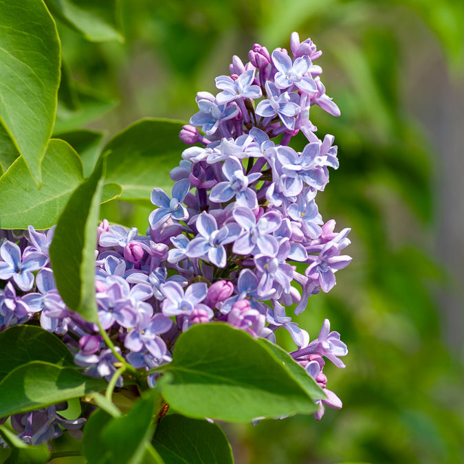 Lilas Président Grévy - Syringa vulgaris Président Grévy