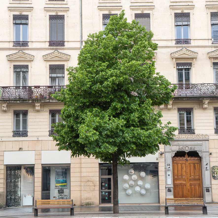 Tilleul de Crimée Euchlora - Tilia europaea Euchlora