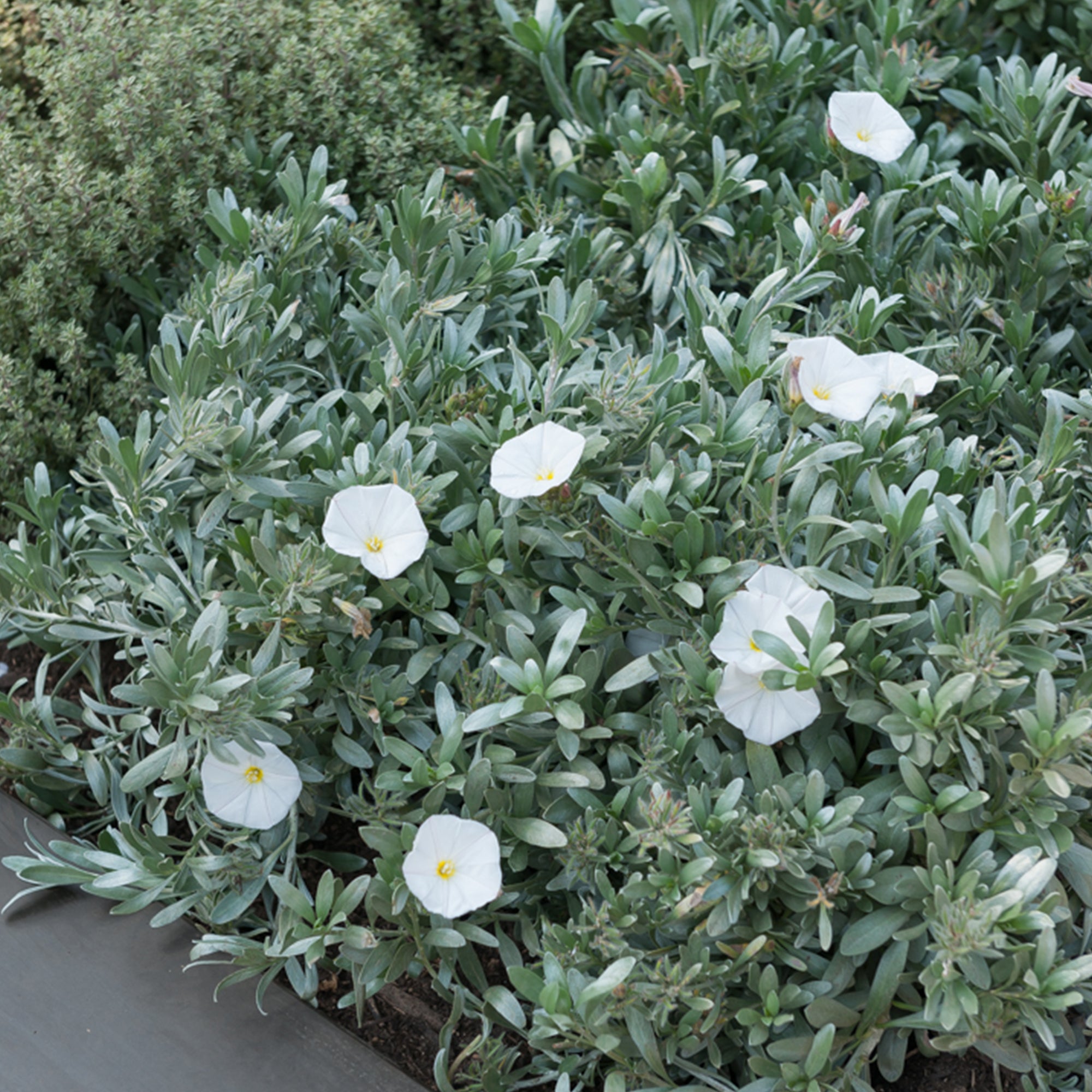Liseron arbustif argenté - Convolvulus cneorum