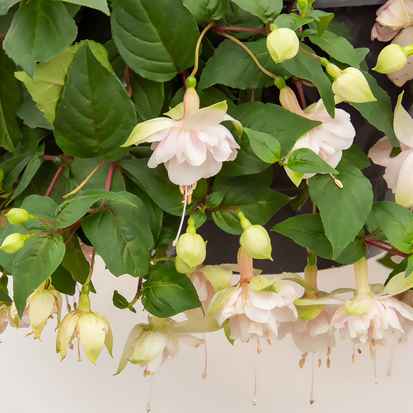 Fuchsia retombant Pink Marshmallow en pot fleuri | Willemse