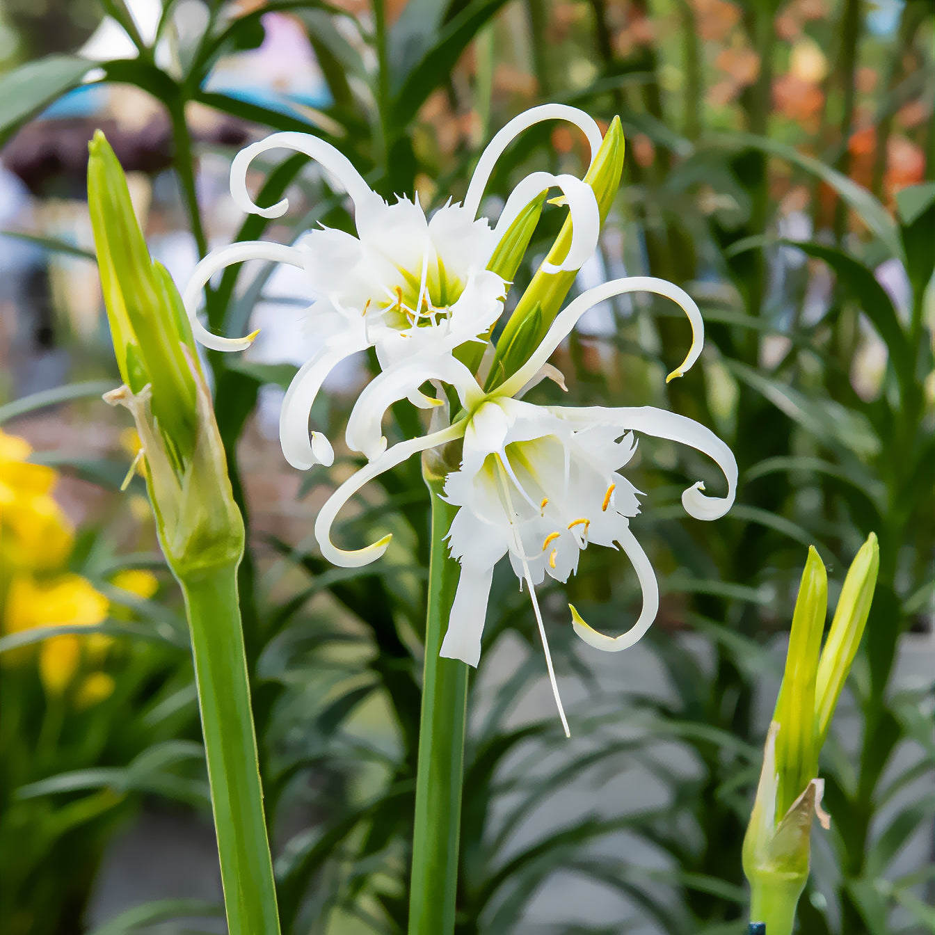 Bulbes 3 Ismènes Festalis - Lis araignée - Hymenocallis x festalis