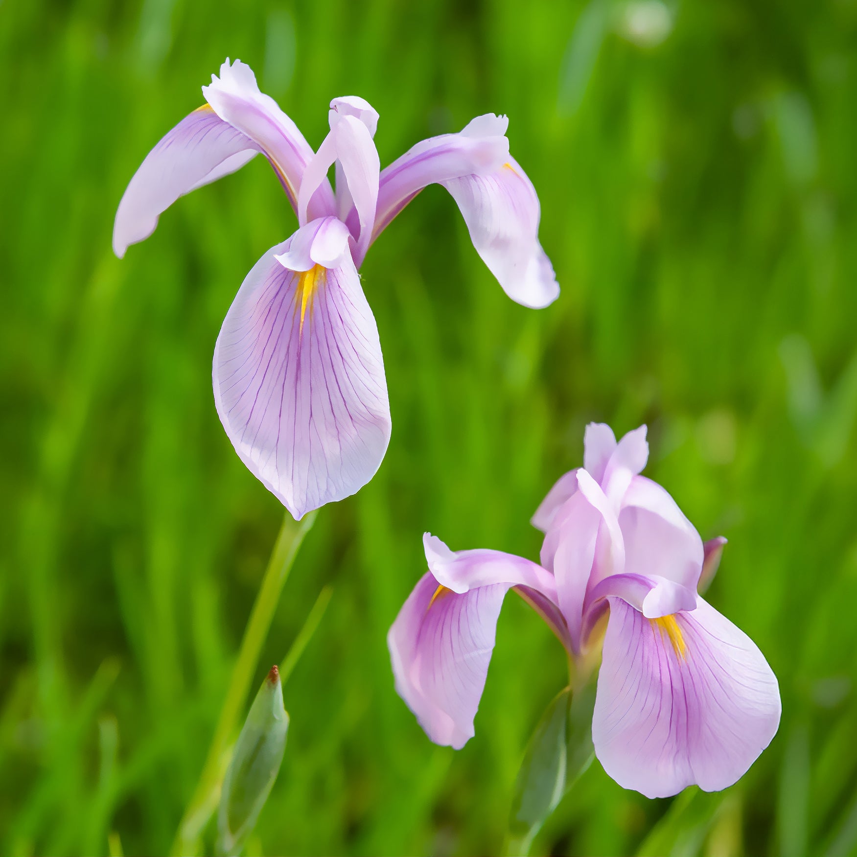 Iris du Japon Rose Queen - Iris laevigata Rose Queen