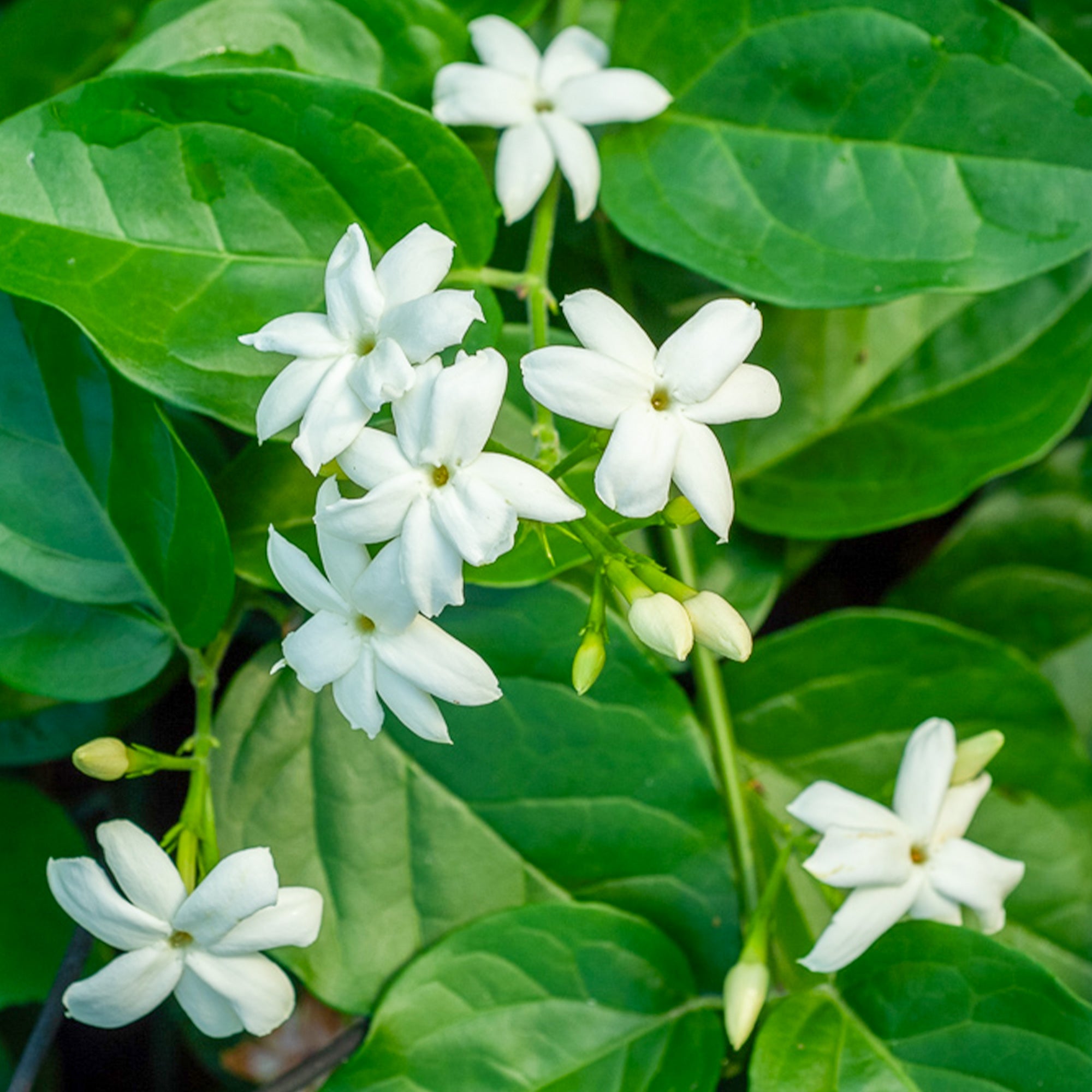 Jasmin d'Arabie blanc parfumé en pot facile | Willemse