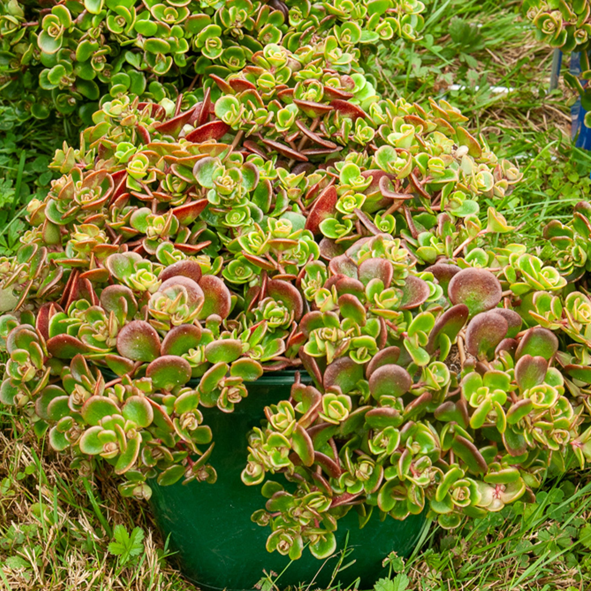 Sedum Coral Reef - Sedum tetractinum Coral Reef