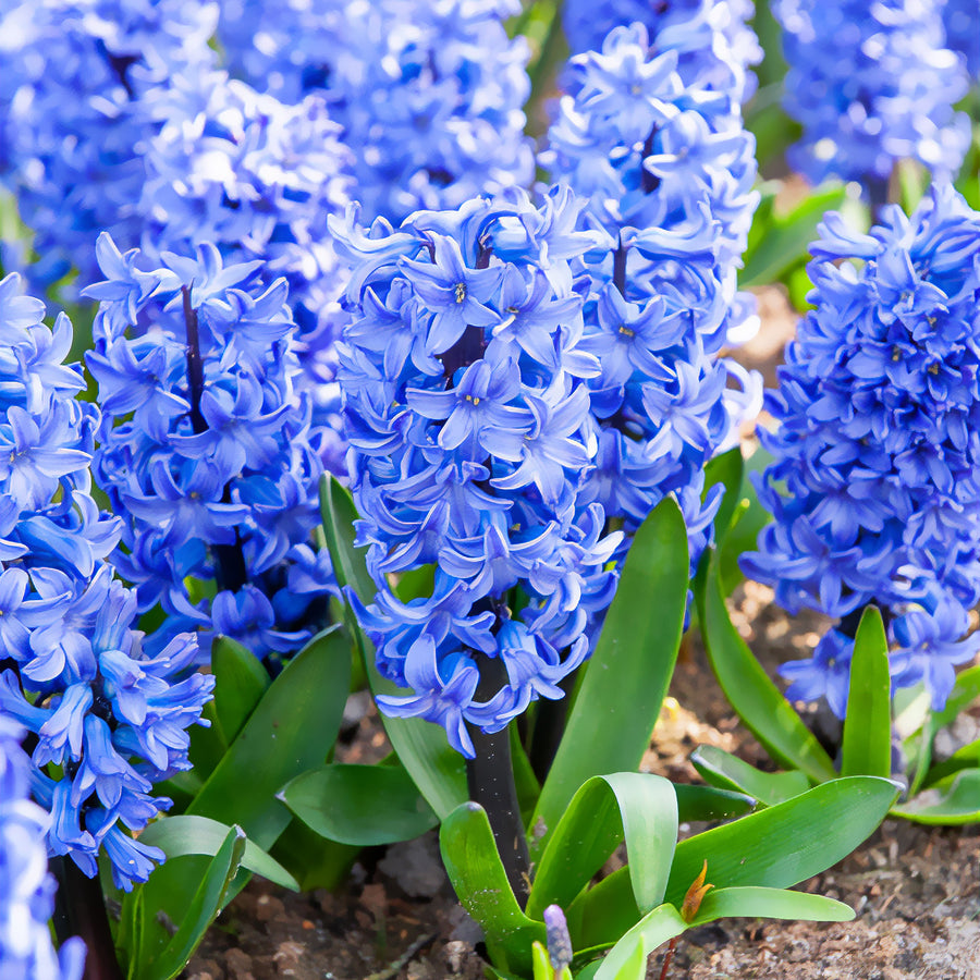 Bulbes Jacinthe Delft Blue - Hyacinthus orientalis Delft Blue