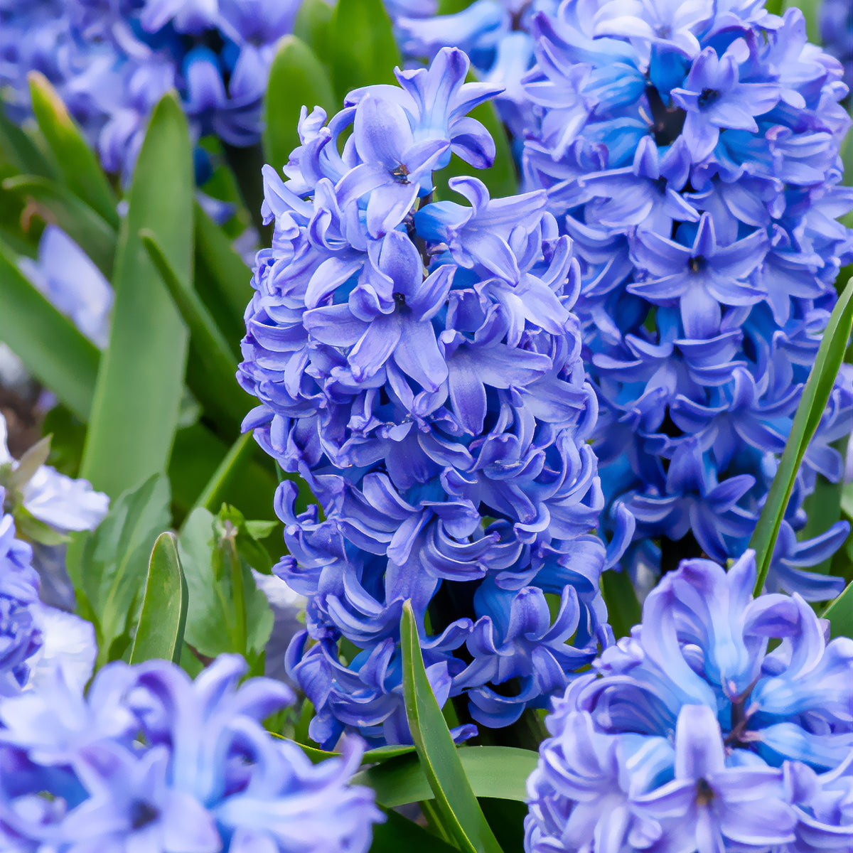 Bulbes Jacinthe Delft Blue - Hyacinthus orientalis Delft Blue