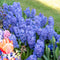 Bulbes Jacinthe Delft Blue - Hyacinthus orientalis Delft Blue