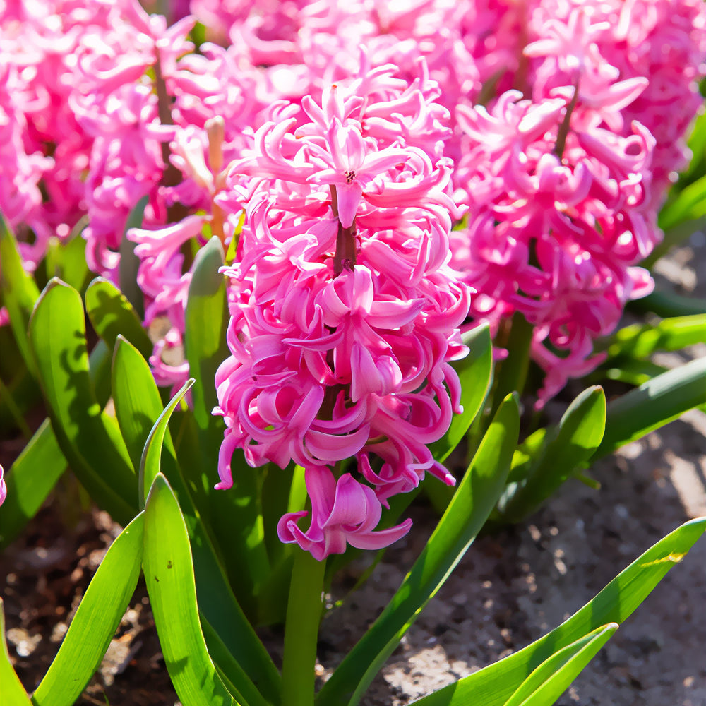 Bulbes Jacinthe Delft Blue - Hyacinthus orientalis Delft Blue
