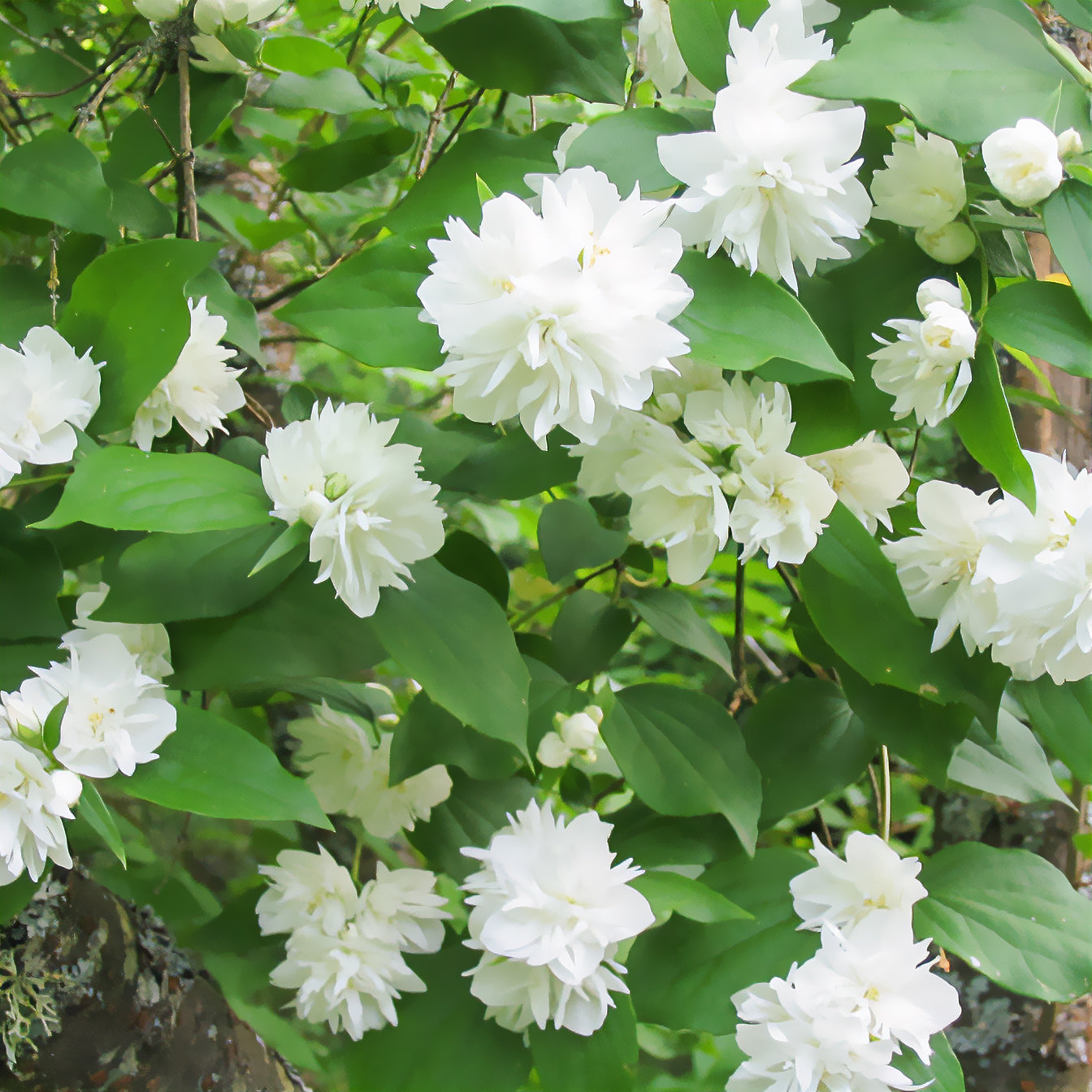 Seringat Minnesota Snowflake - Philadelphus - Philadelphus x virginalis ...