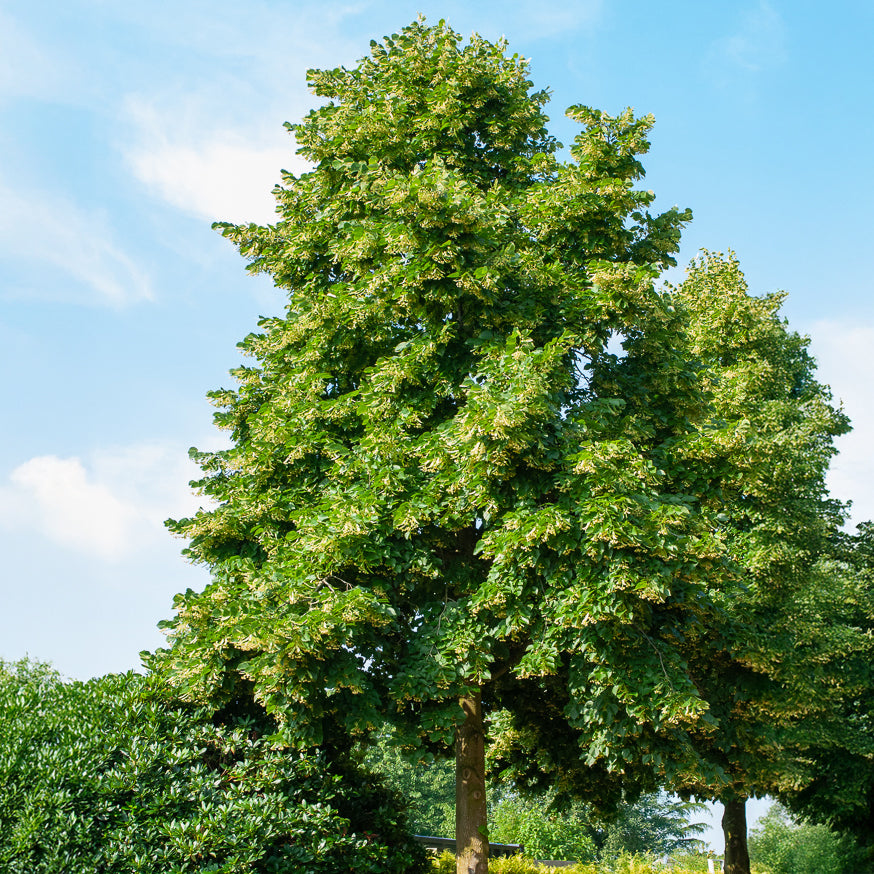 Tilleul d'Amérique Nova - Tilia americana Nova