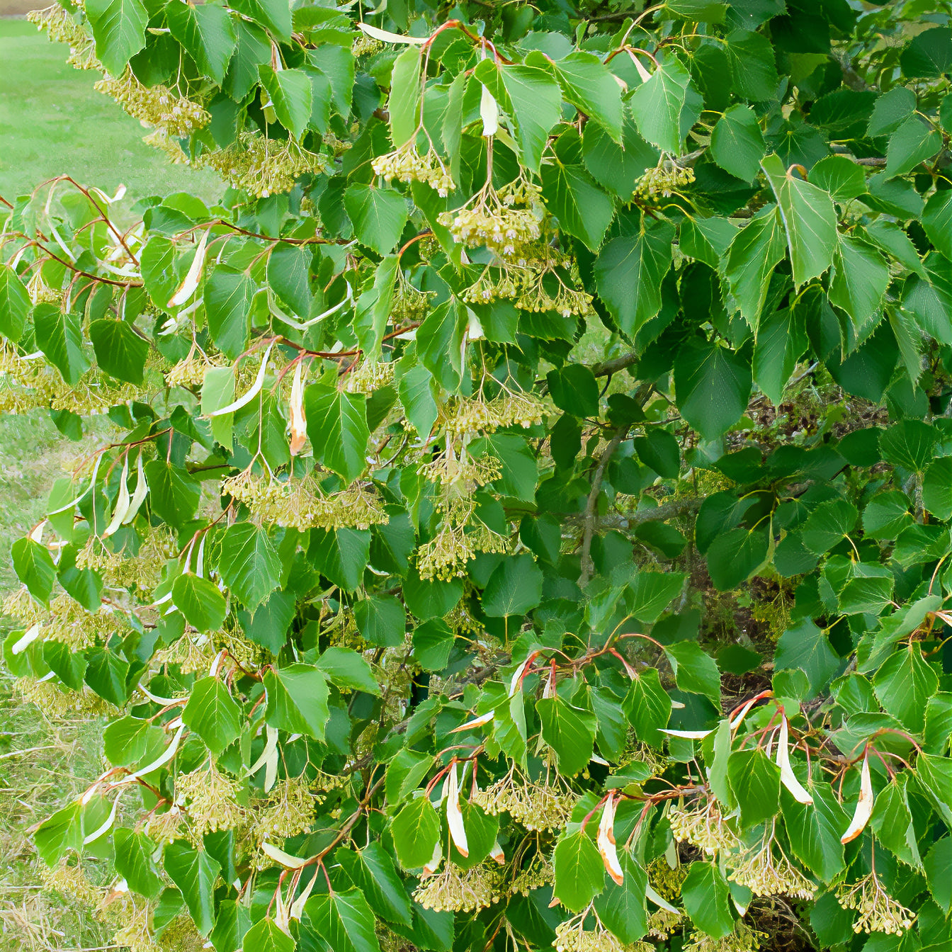 Tilleul de Henry - Tilia henryana
