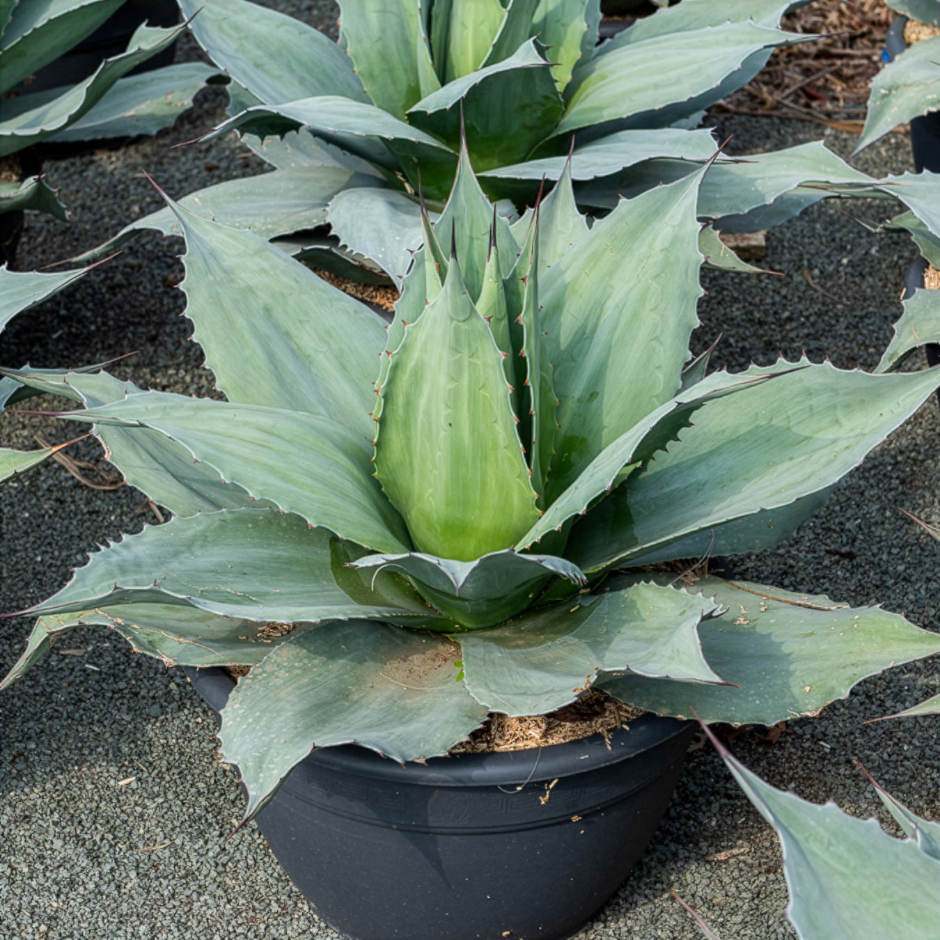 Agave ovatifolia Vanzie - Agave ovatifolia Vanzie