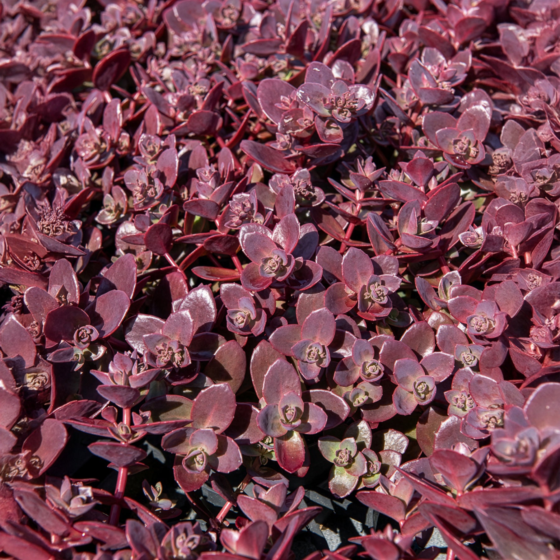 Sedum Sunsparkler® Firecracker, rocaille facile | Willemse