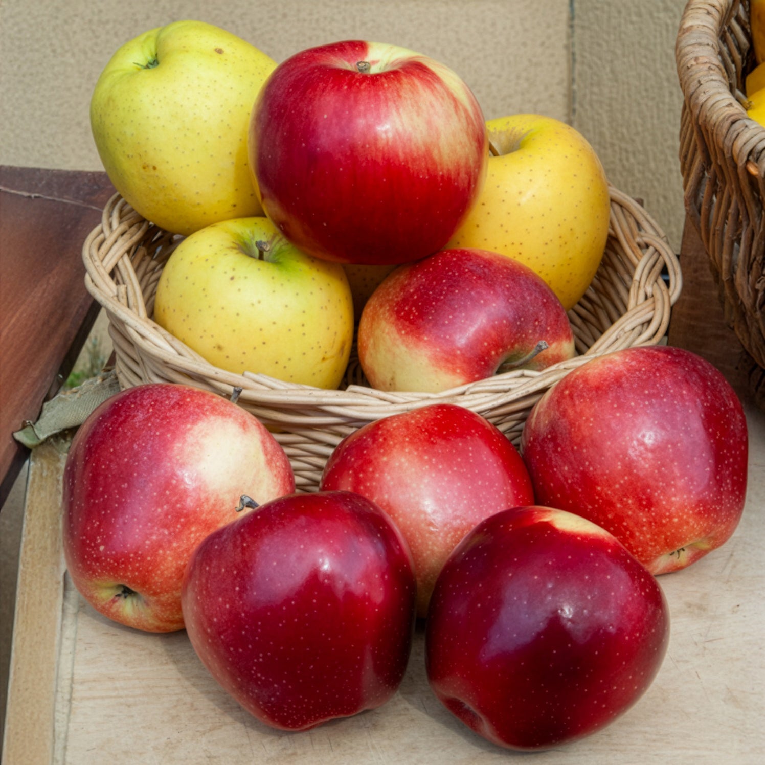 Pommier Gloster - Malus domestica Gloster