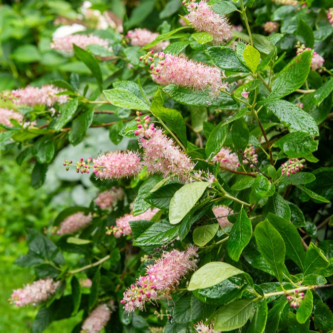 Clethra Flèche rose - Clethra alnifolia pink spire
